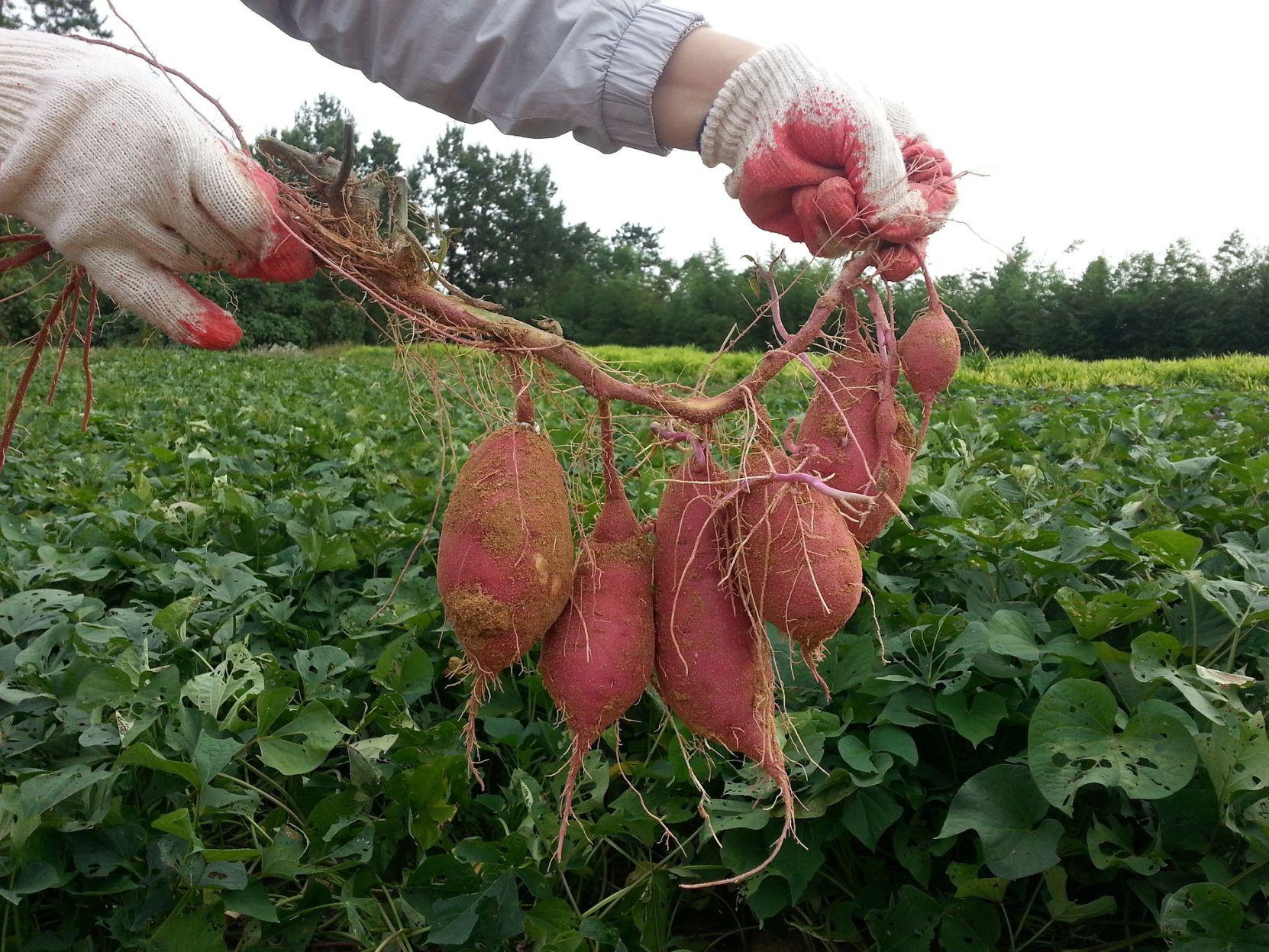 Sweet potato's leaves, roots are healthy food | Columnists | kpcnews.com