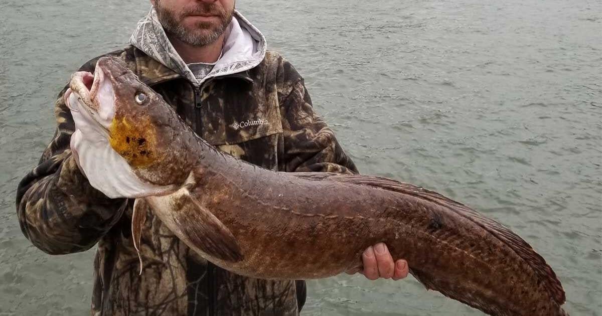New burbot state record set again | Outdoors | kpcnews.com