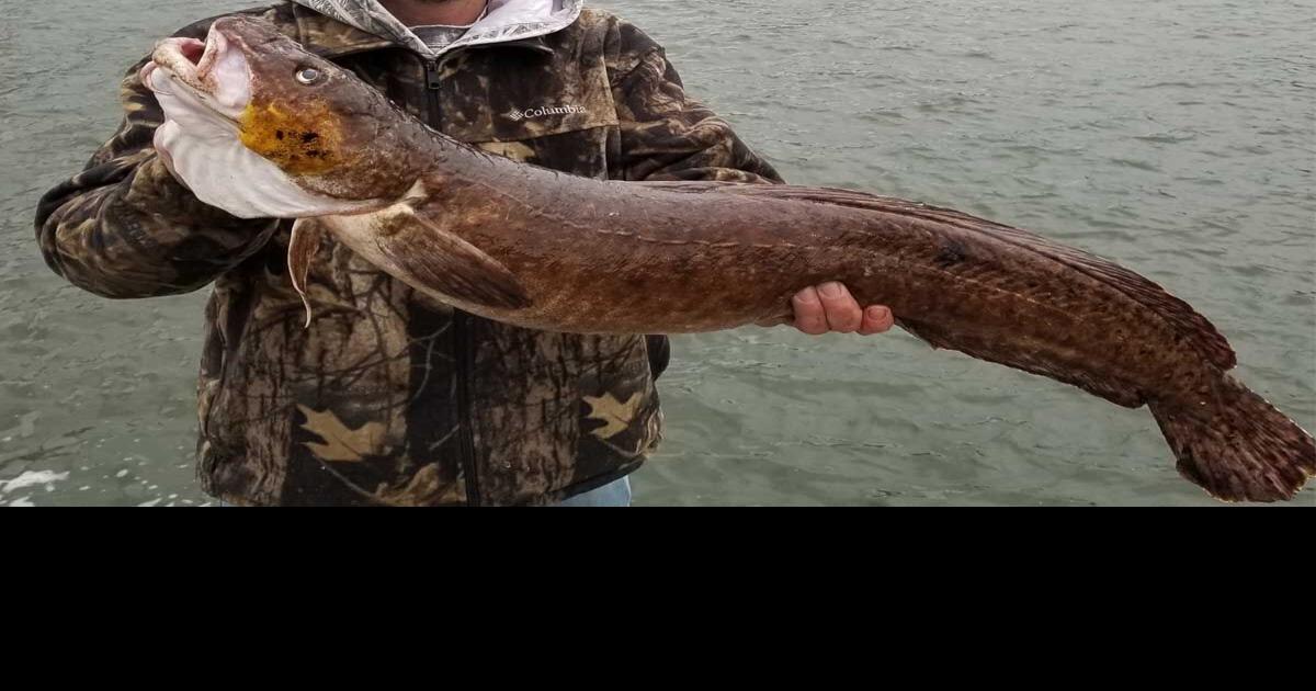 New burbot state record set again | Outdoors | kpcnews.com