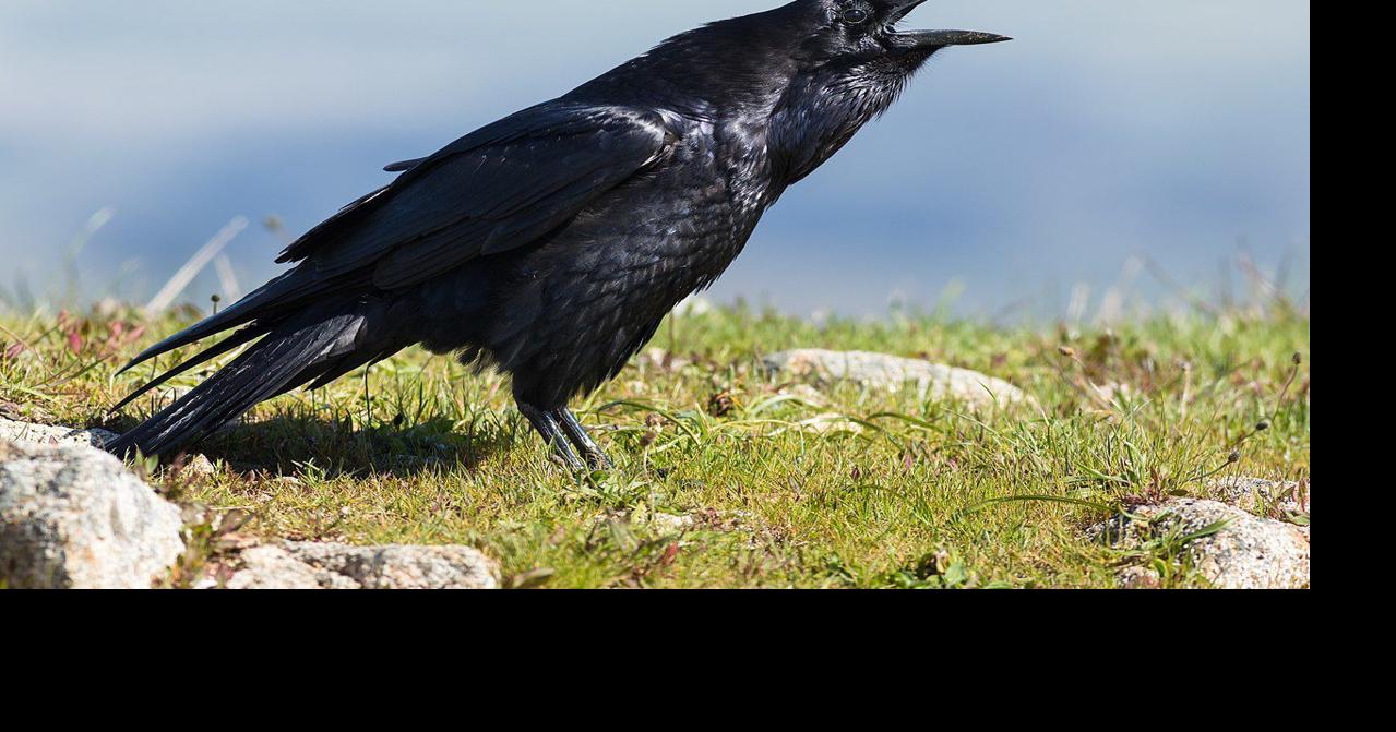 how big do black crows get