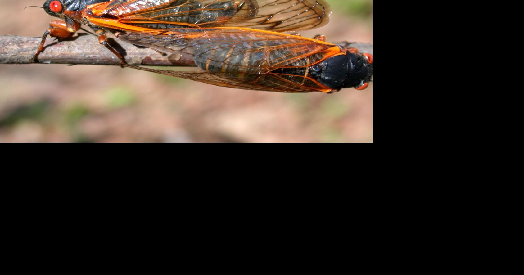 Cicadas making rare appearance in Indiana | Elysia Rodgers | kpcnews.com