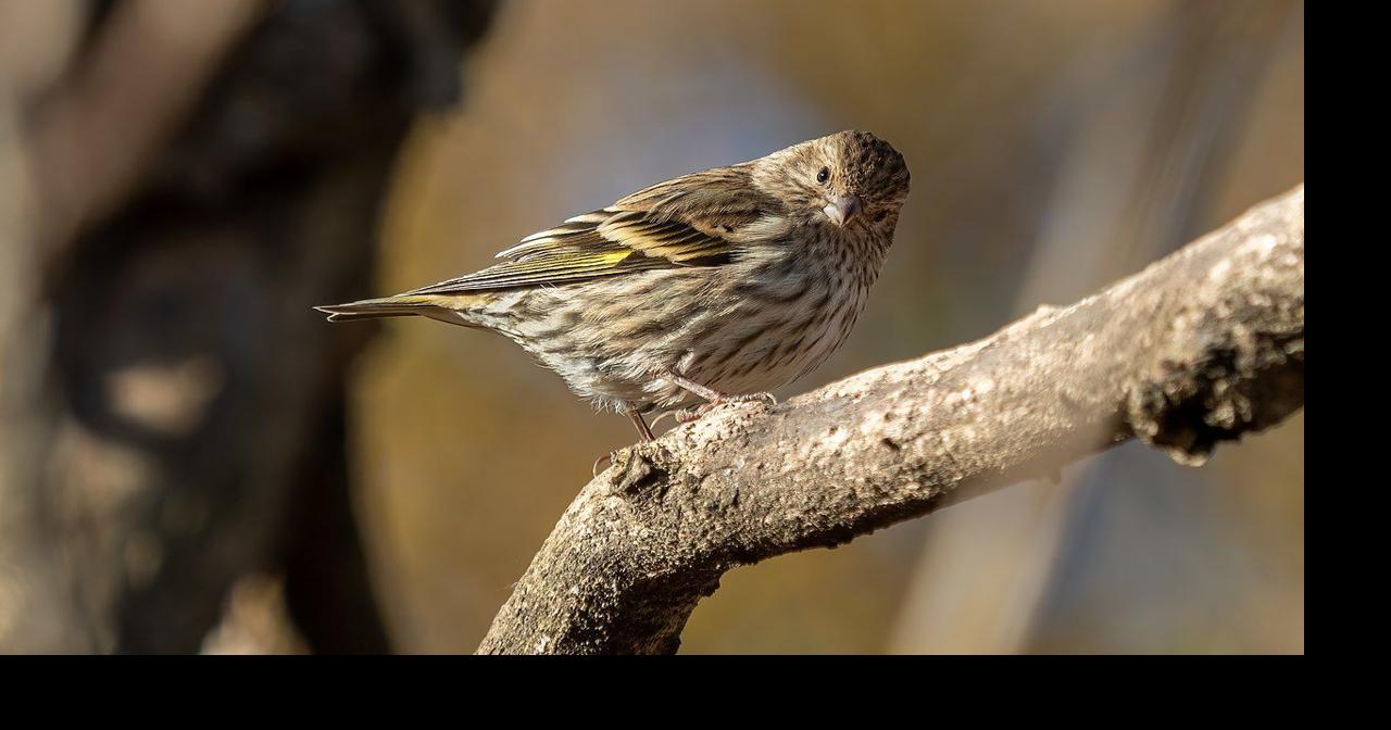 Birds as an alternative activity | Albion New Era | kpcnews.com