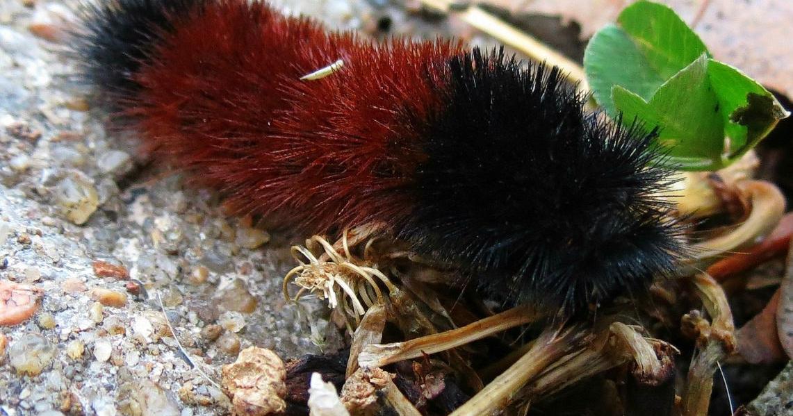 Try to predict weather with winter forecast folklore | Kpcnews ...