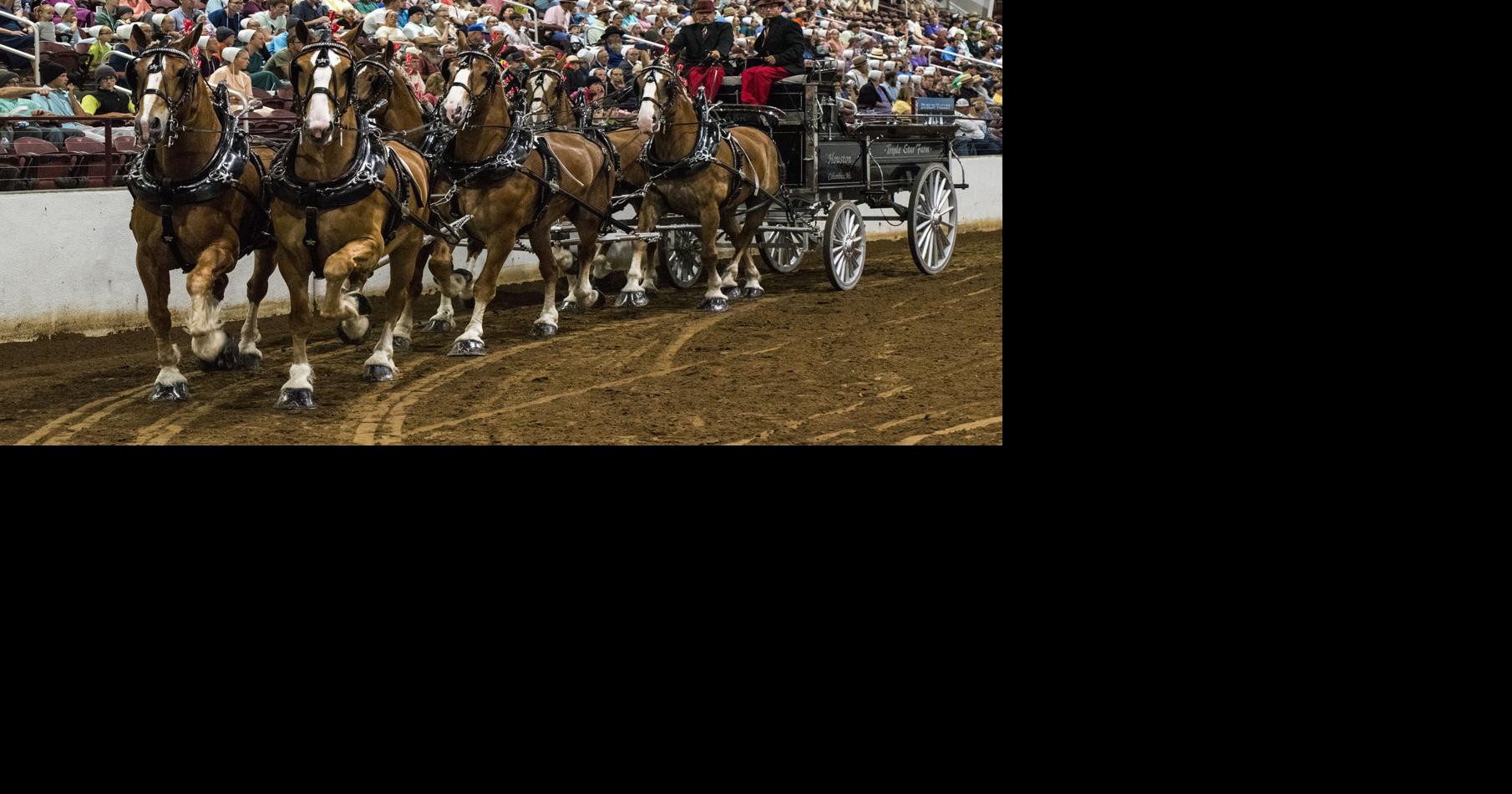 Midwest Draft Horse Classic | Features | kpcnews.com
