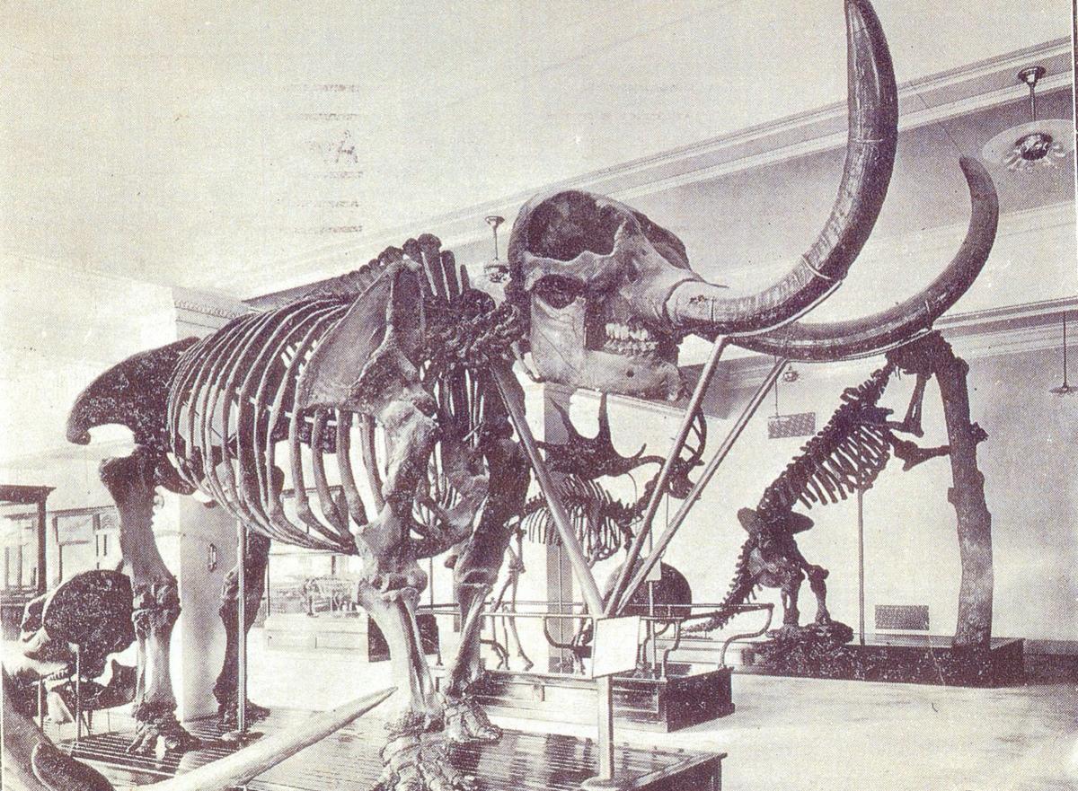 DeKalb County mastodon subject of ‘Jeopardy!’ question | Thestar ...