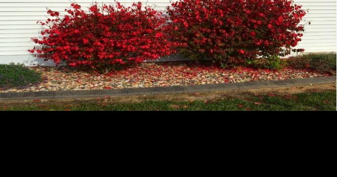 Burning bush: The proper way to prune | Features | kpcnews.com