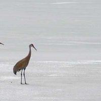 Cranes on ice | Community | kpcnews.com