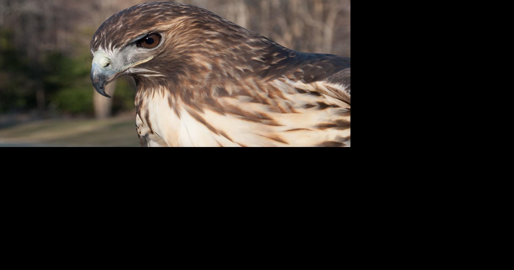 Birds are getting smaller | Albion New Era | kpcnews.com