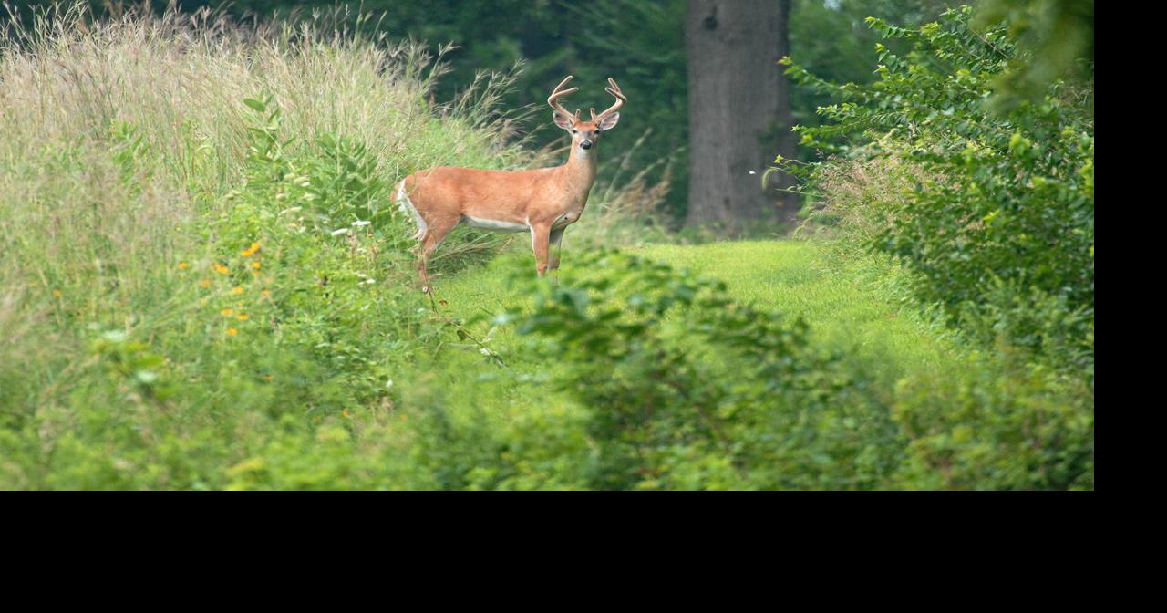 Testing for deer disease available this weekend in Steuben County ...