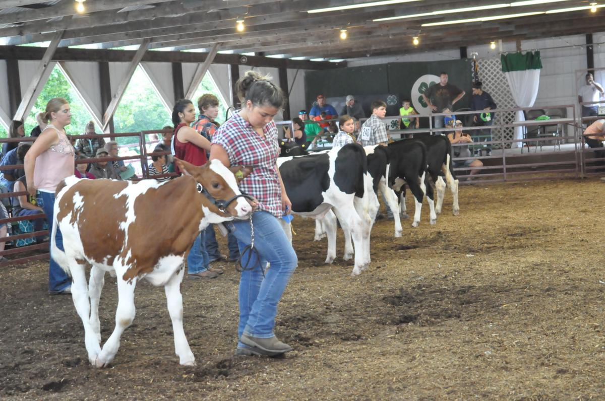 2017 Steuben County 4-H Fair livestock shows | Photo Galleries ...