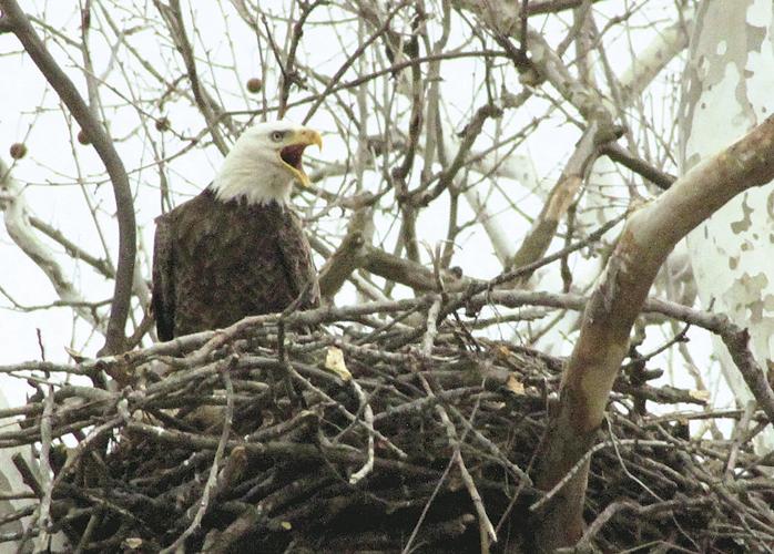 how to draw a bald eagle nest