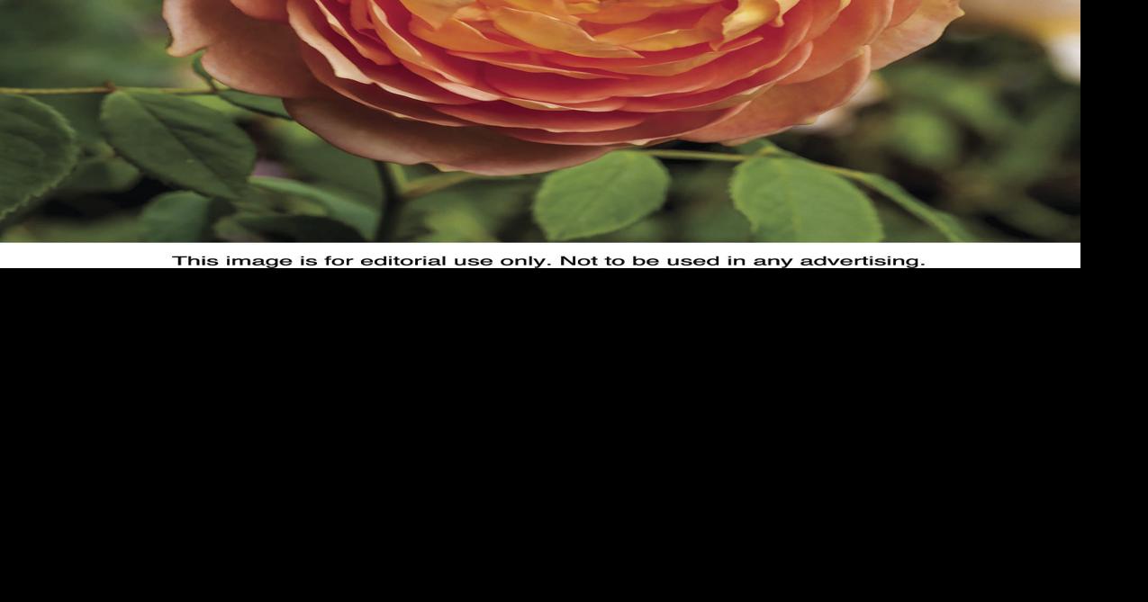 How to help flowers withstand heat waves | | kpcnews.com