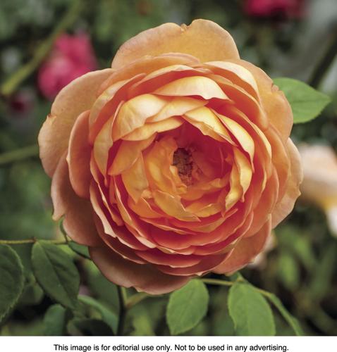 How to help flowers withstand heat waves | | kpcnews.com