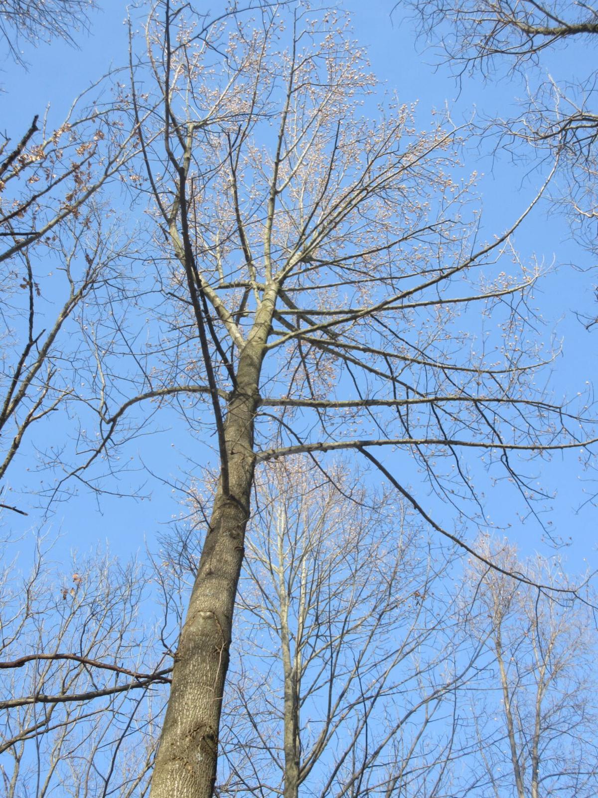 Oh tulip tree, oh tulip tree, the state tree of Indiana | Outdoors ...