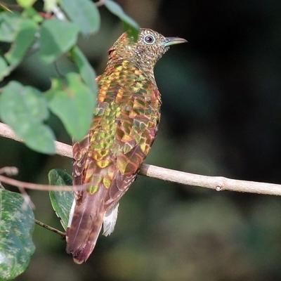 african cuckoo