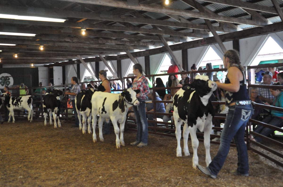 2017 Steuben County 4-H Fair livestock shows | Photo Galleries ...