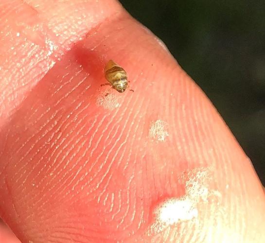 meadow spittlebug bite