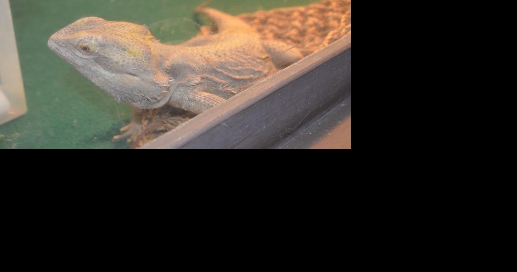 'Nothing but Crickets' shows love to Black Pine animals | News Sun ...