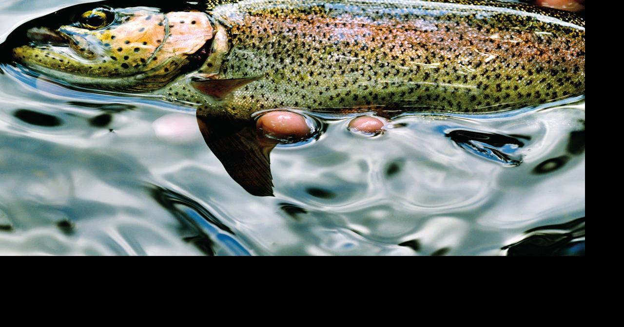 Fall trout stocking coming to Fort Wayne, Huntington | Outdoors ...