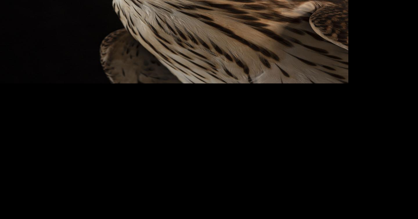 Photographing raptors turns into a labor of love | Features | kpcnews.com