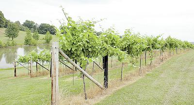 Pruning grapes in the spring will pay off later | Kpcnews | kpcnews.com