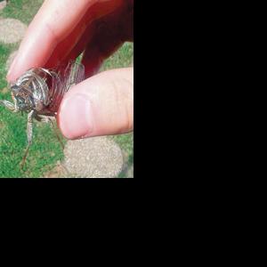 The sights and sounds of summer | Kpcnews | kpcnews.com