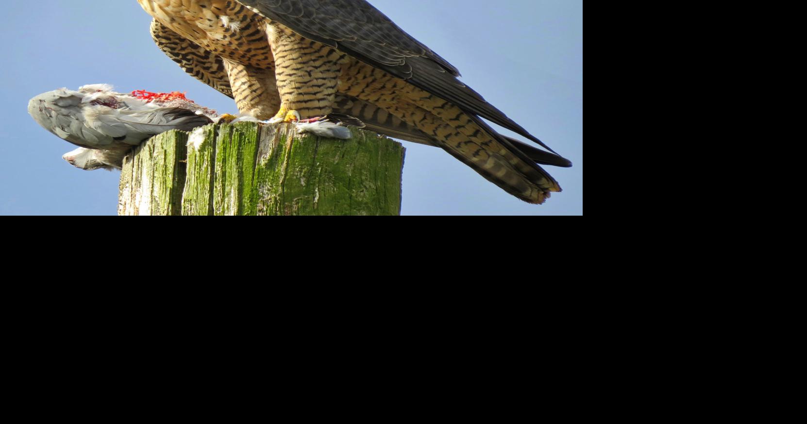 Birds and bird watching have changed | Albion New Era | kpcnews.com