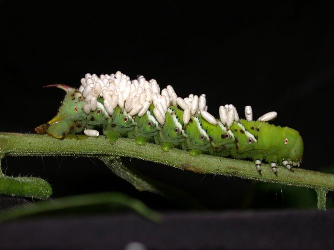 tomato worm white