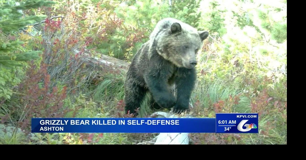 A Hunter Shot and Killed a Grizzly Bear in Self-Defense | Local News ...