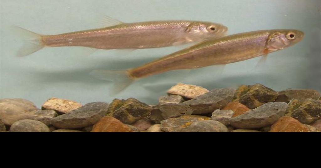 Leatherside Chub Fish will no longer be protected | Local News | kpvi.com