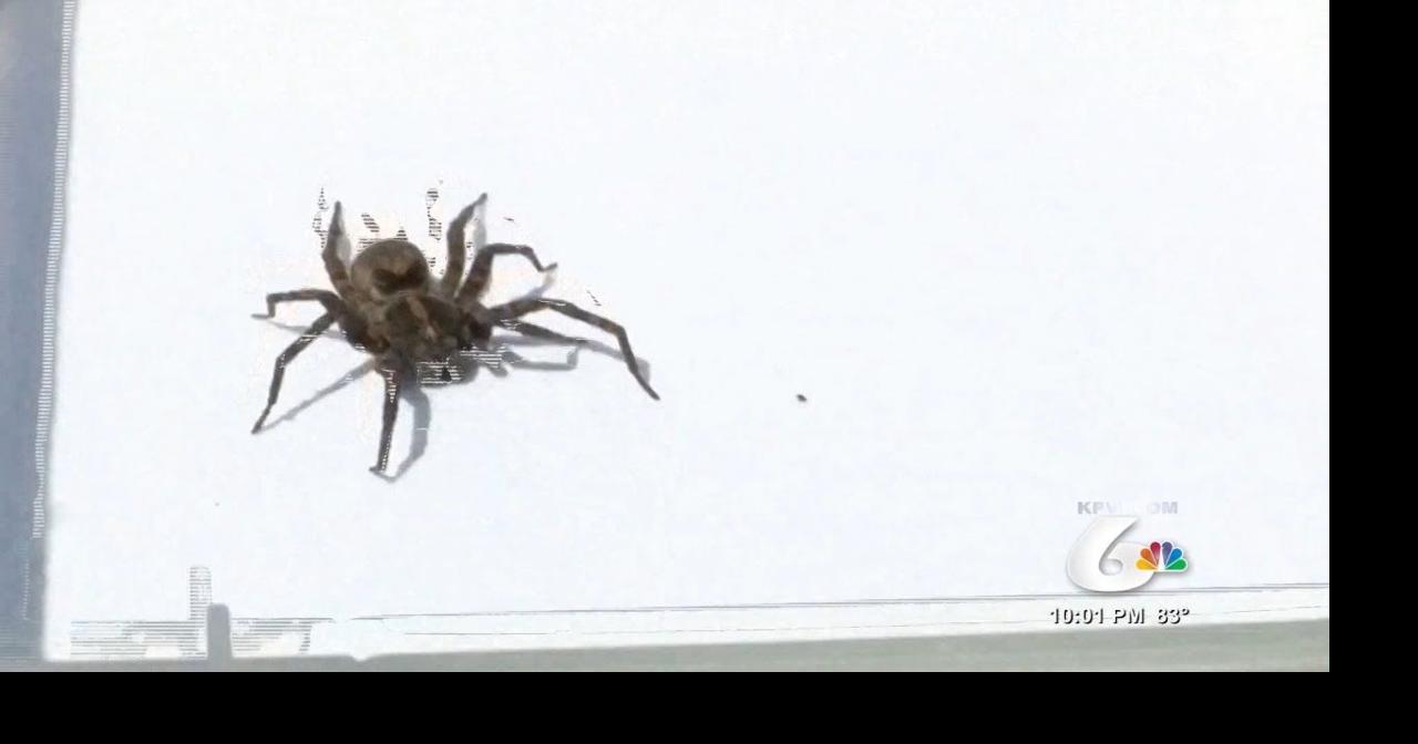 Dealing With Spiders in the Summer | Local News | kpvi.com