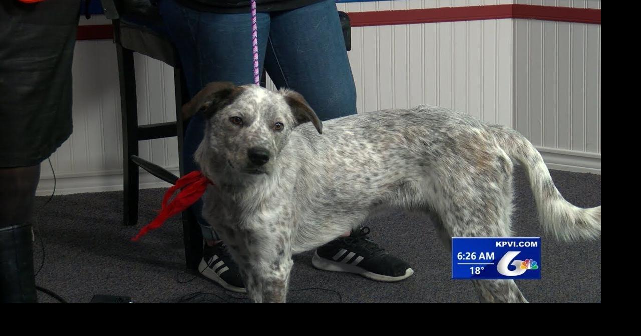 Tail-Wagger Wednesday March 8, 2023 | Local News | kpvi.com