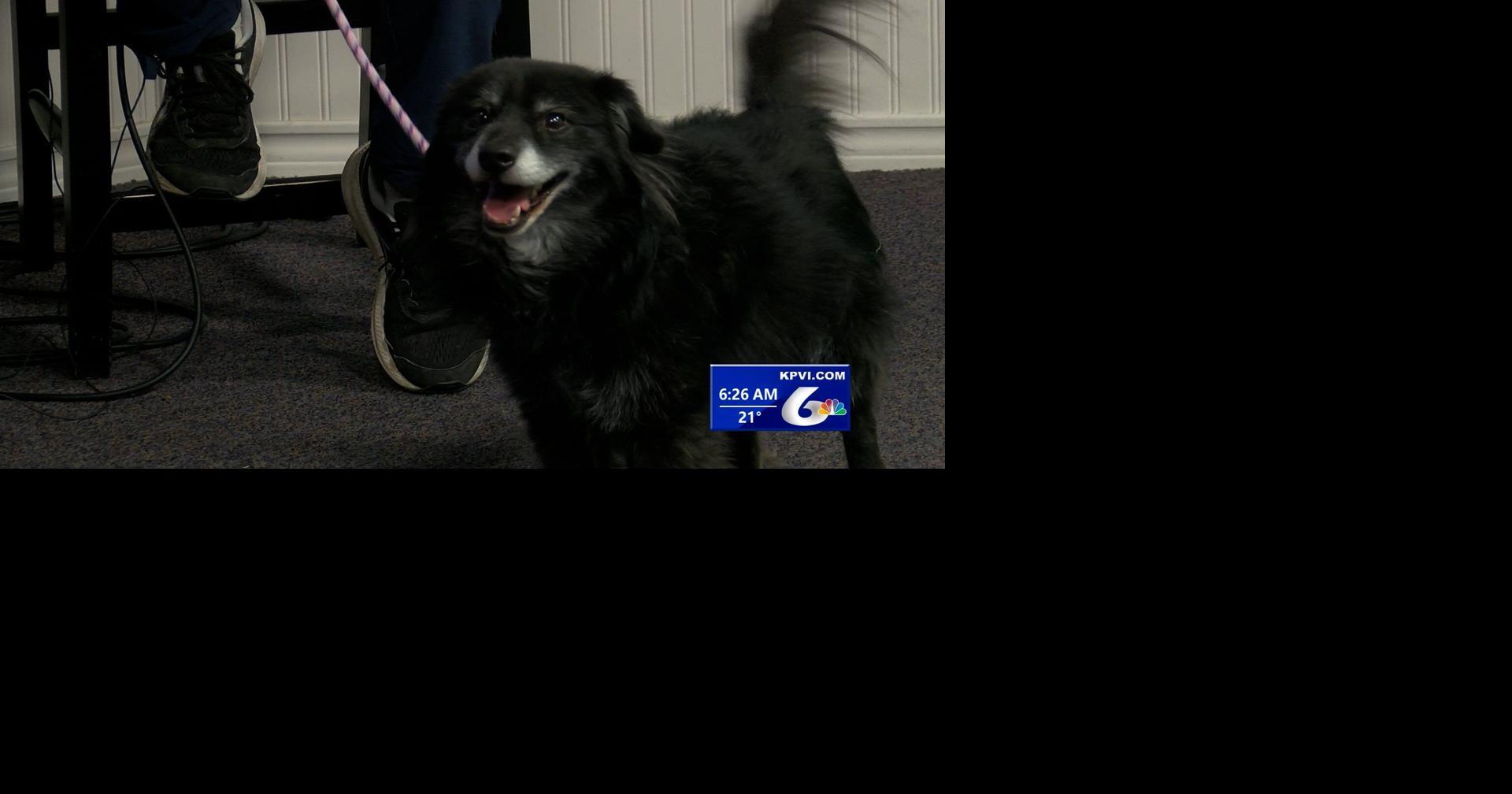 Tail-wagger Wednesday with the Pocatello Animal Shelter | | kpvi.com