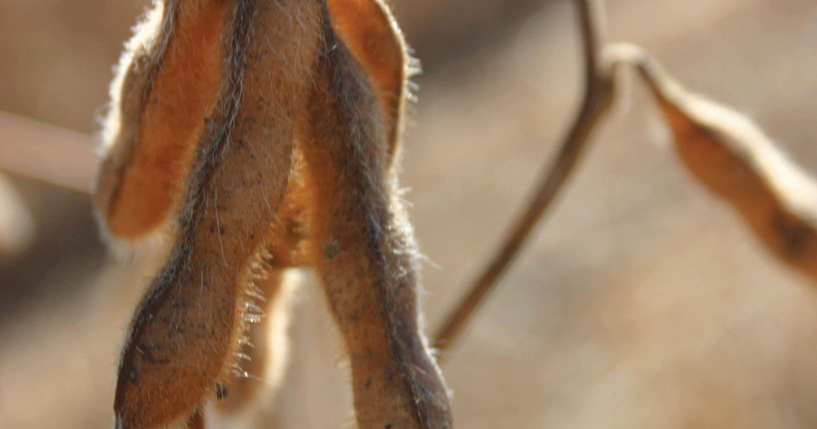Soybeans lead grain market erosion | Interests | kpvi.com