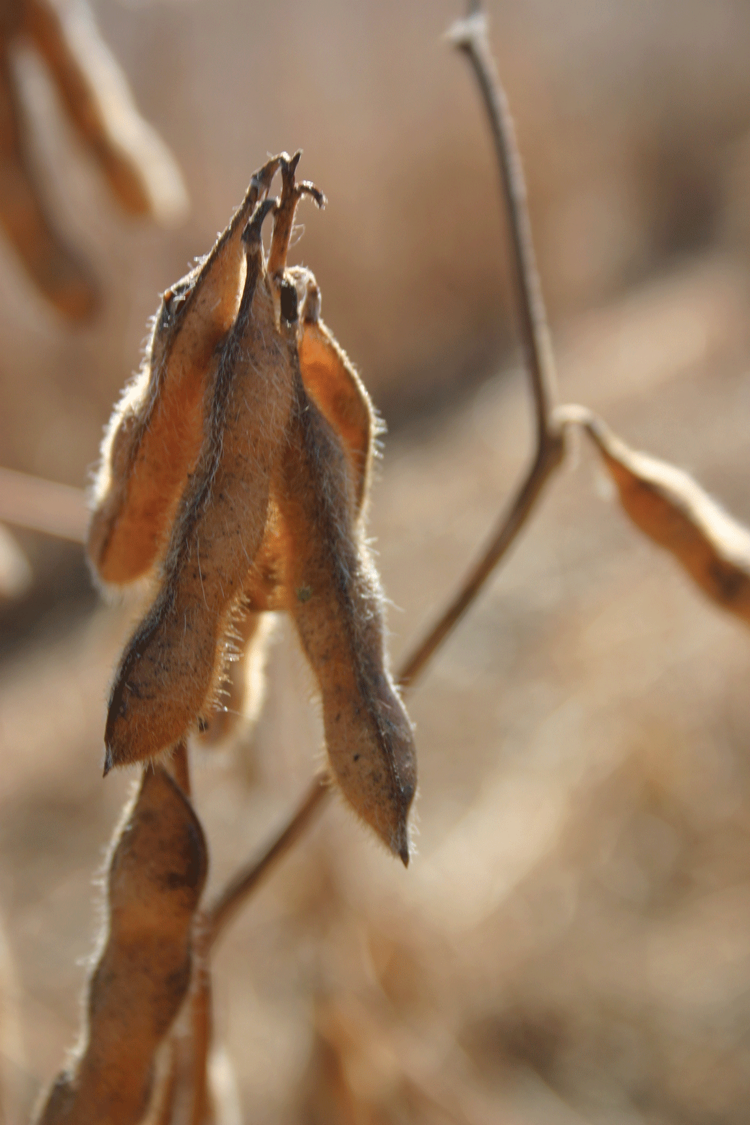Soybeans lead grain market erosion | Interests | kpvi.com