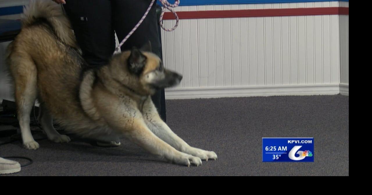 Tail Wagger Wednesday - Penny | Local News | kpvi.com