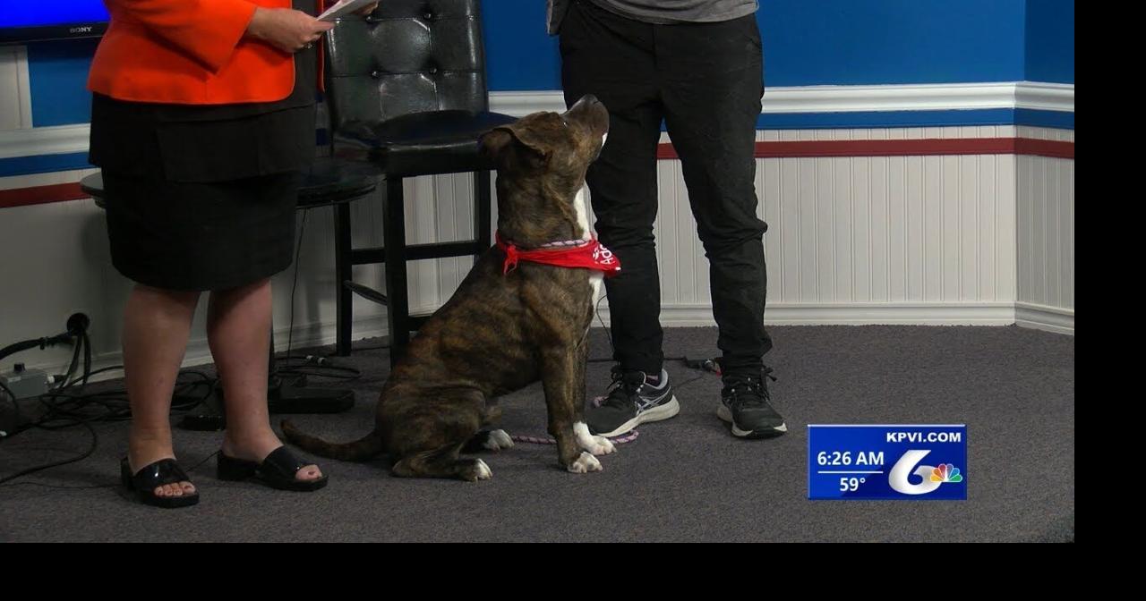 Tail-Wagger Wednesday 9-13-23 | Local News | kpvi.com