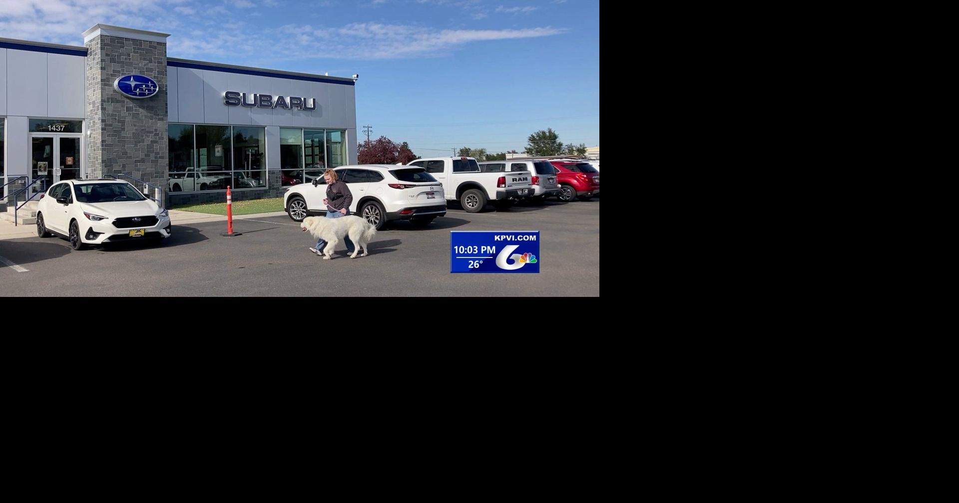 Phil Meador Subaru Holds Pet Adoption Day at Dealership | Local News ...