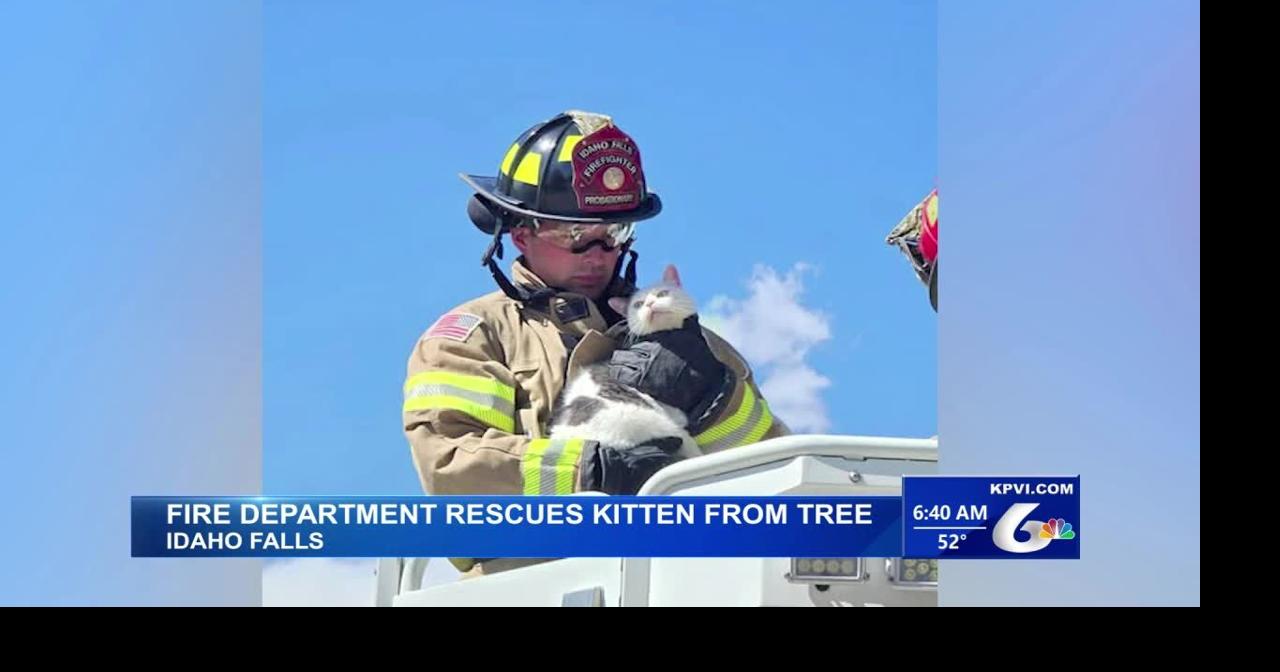 Idaho Falls Firefighters Save a Cat Stuck in a Tree | Local News | kpvi.com