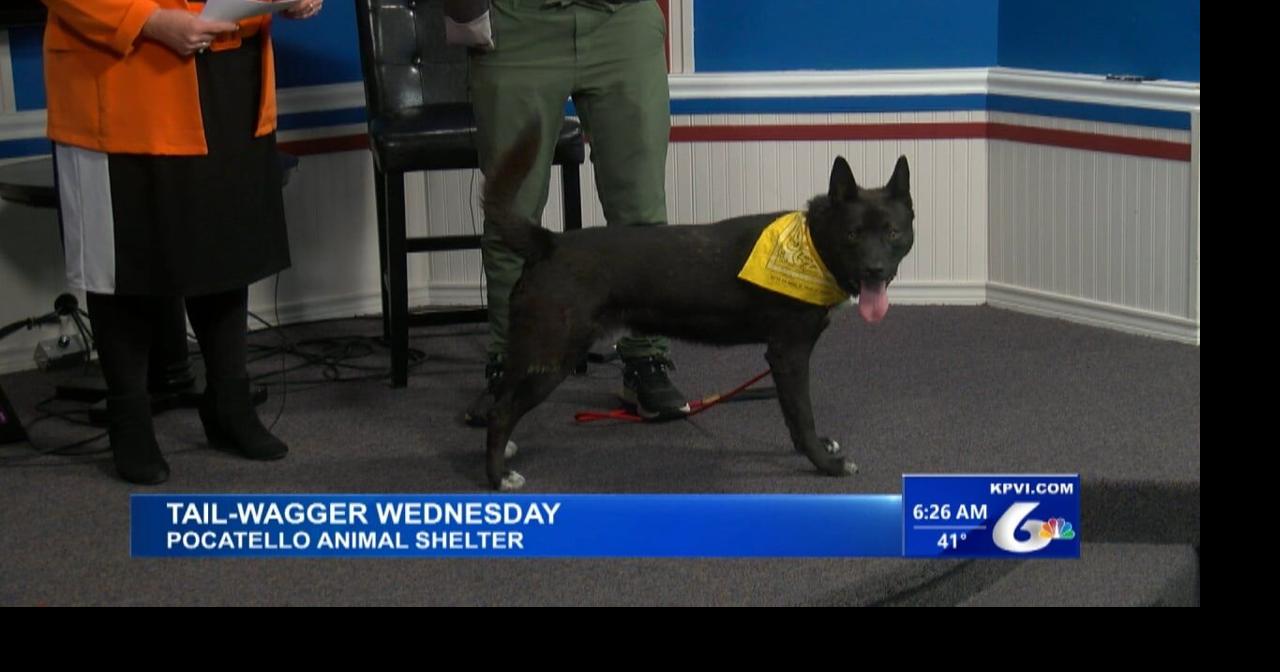 Lucas Debuts on Tail-Wagger Wednesday | Local News | kpvi.com