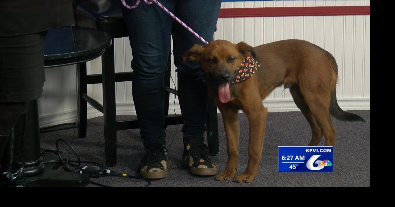 Tail-Wagger Wednesday October 12, 2022 | Local News | kpvi.com