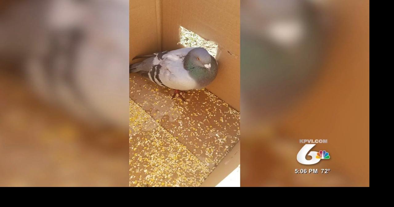What to do if you find a lost racing pigeon | Local News | kpvi.com