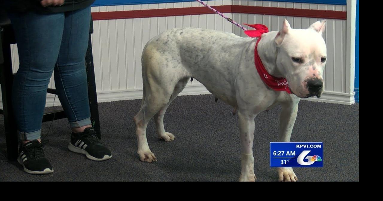 Tail-Wagger Wednesday 2-8-23 | News | kpvi.com