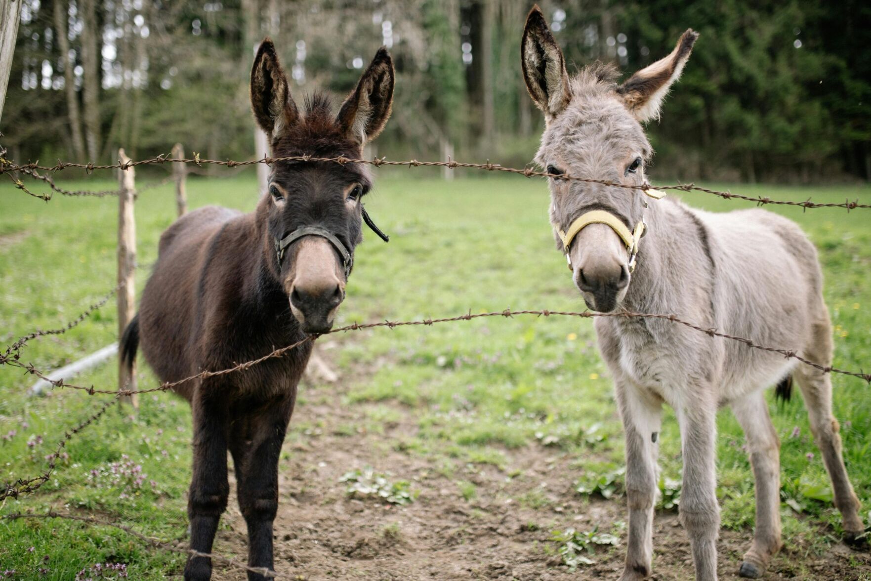 Study finds when donkeys first introduced to North America | Interests ...