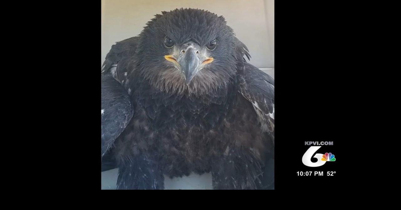 Idaho Gems - Raptor Rehab | Local News | kpvi.com