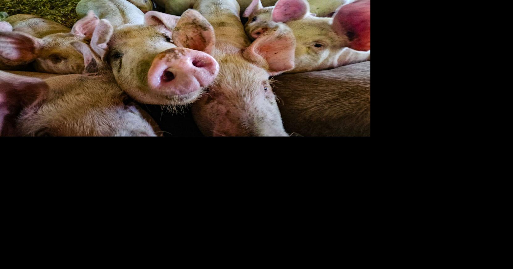 Tighter 2026 profits could limit pork herd expansion | Interests | kpvi.com