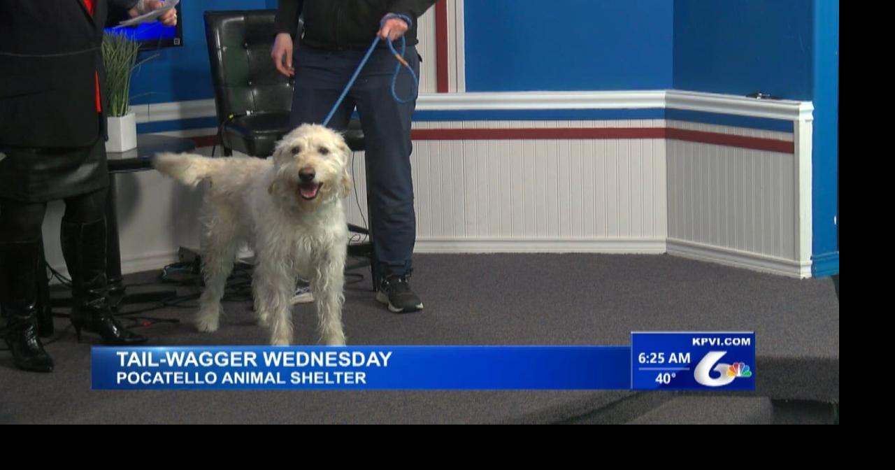 Max Debuts on Tail-Wagger Wednesday | Local News | kpvi.com