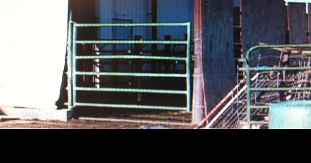 More Missing Cows | Local News | kpvi.com