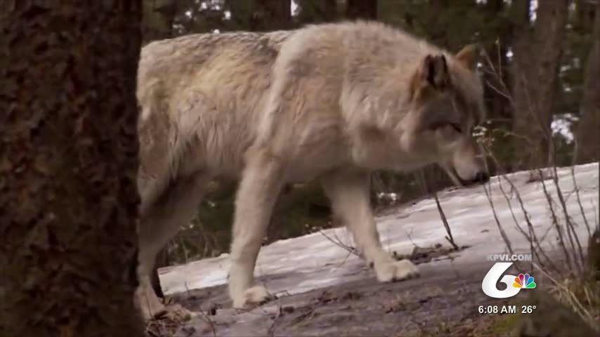 Idaho Wolf Population Numbers | Local News | kpvi.com