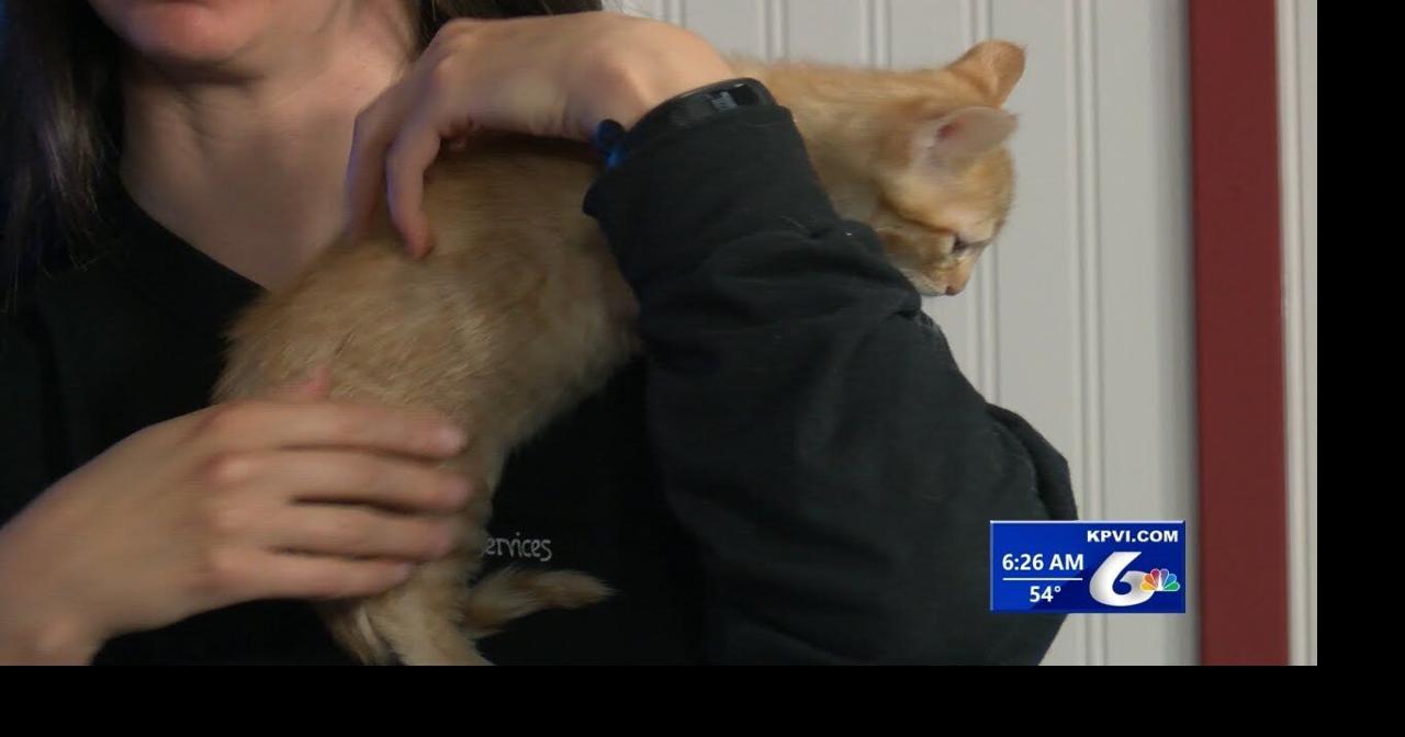 Tail-Wagger Wednesday August 9, 2023 | Local News | kpvi.com